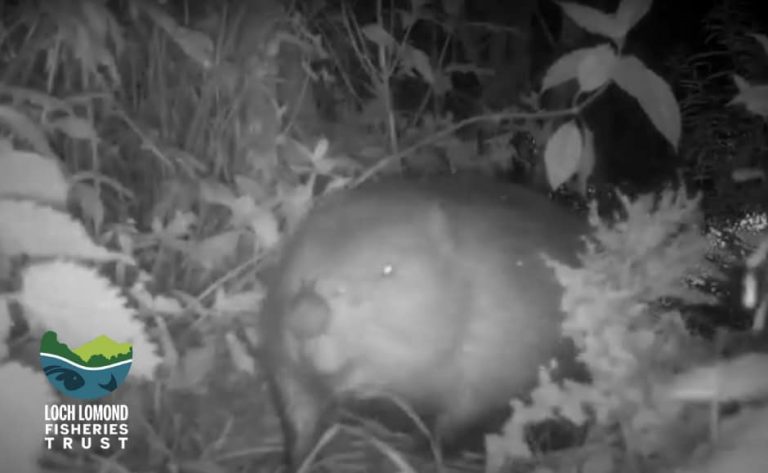 How to spot a Beaver - LLFT