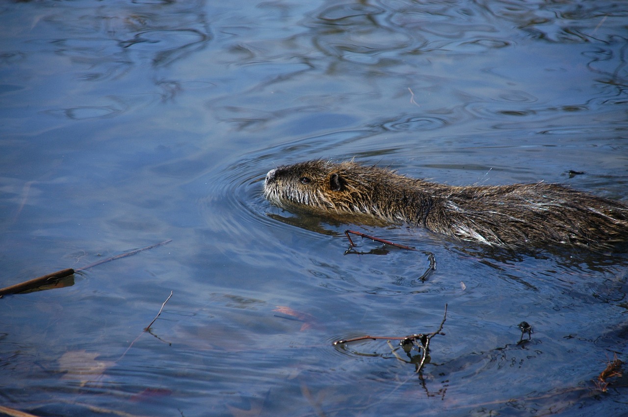 How to spot a Beaver - LLFT